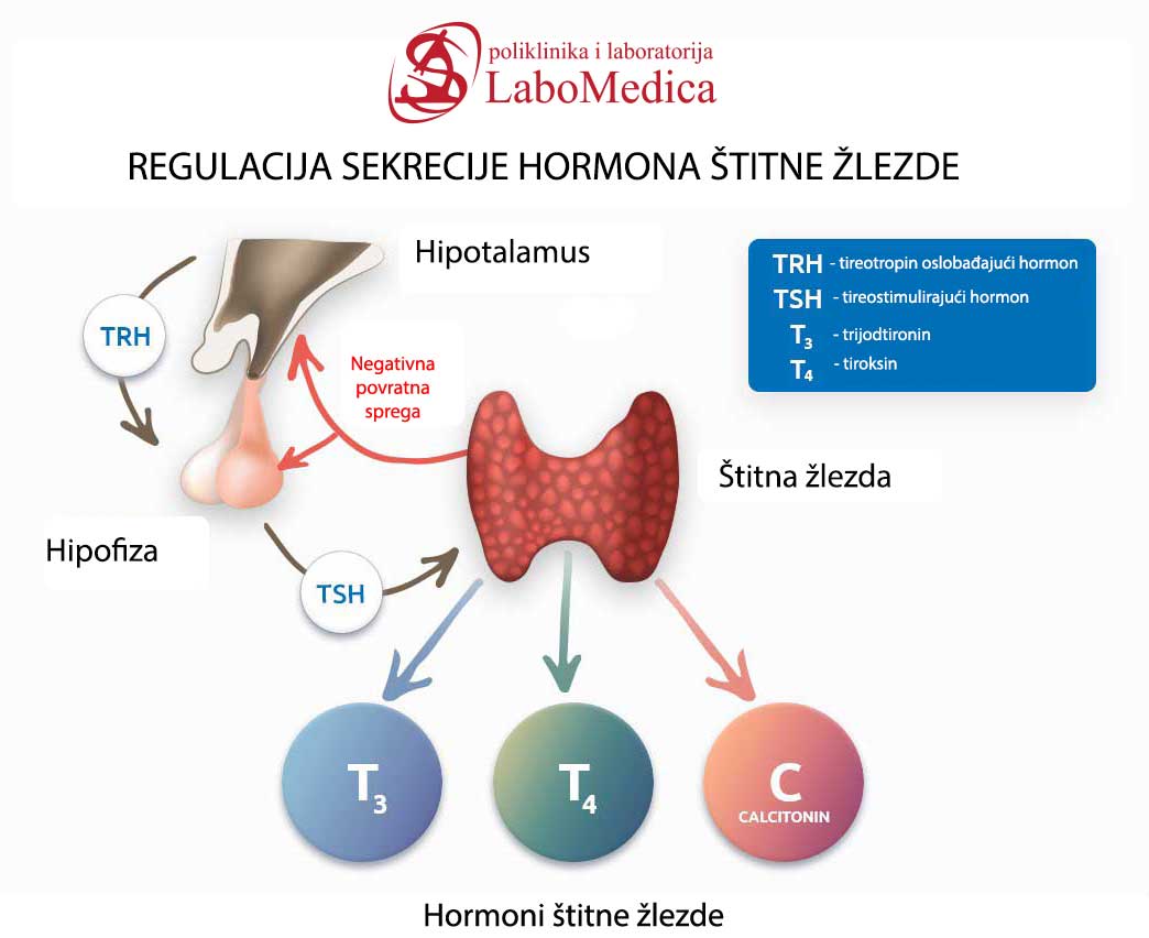 Hormoni štitne žlezde | Laboratorija Labomedica